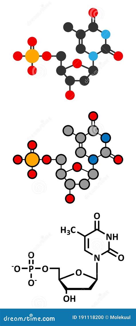 Thymidine Monophosphate Tmp Thymidylate Nucleotide Molecule Dna