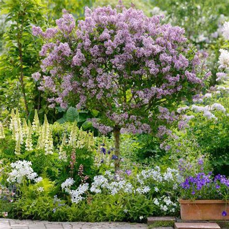 Liliac Syringa Copac Palibin Cu Flori Roz Liliachiu Verdena Verdena