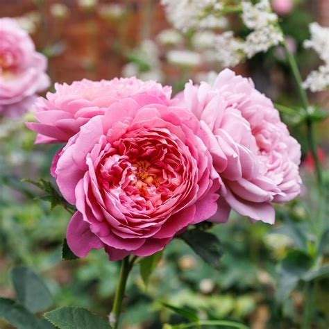 David Austin Roses Bare Root Roses Container Roses English Roses