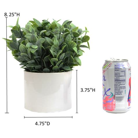 Gracie Oaks Ruscus Arrangement In Pot And Reviews Wayfair