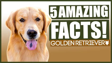 Golden Retrievers Facts Facts About The Truly Amazing Golden
