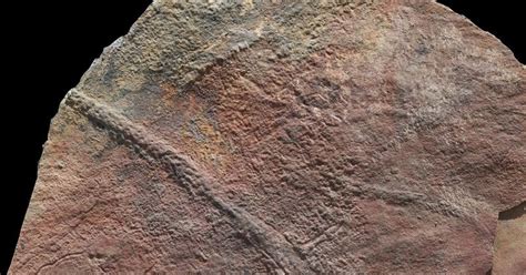 Rosa Rubicondior Evolution News Cambrian Explosion Blows Up In