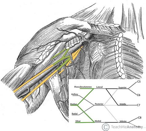 The Brachial Plexus Sections Branches Teachmeanatomy The Brachial Plexus Sections Branches Teachmeanatomy