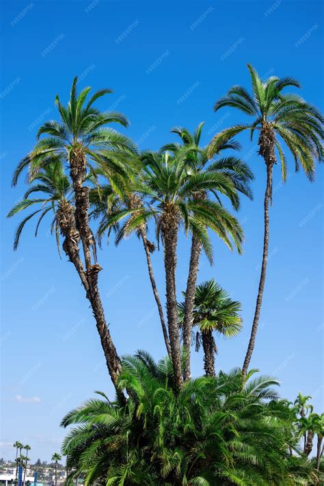 Free Photo Beautiful And Tall Palm Trees In San Diego