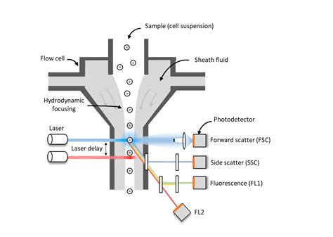Cytométrie En Flux Institut Jacques Monod