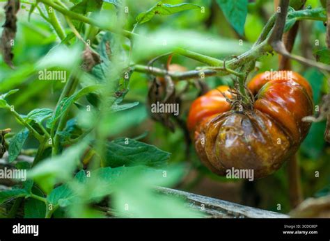 Tomato Blight Is A Disease Caused By A Fungus Like Organism That