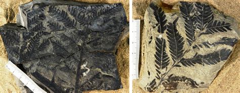 Carbonization Fossils