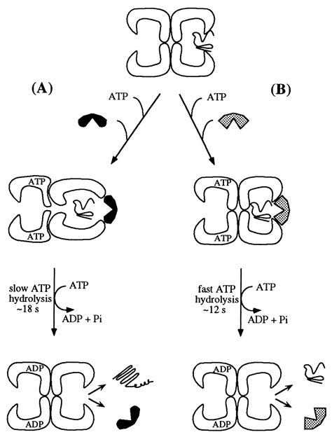 Significance Of Chaperonin 10 Mediated Inhibition Of Atp Hydrolysis By