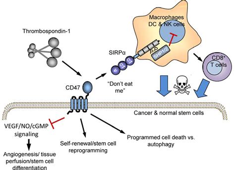 Divergent Modulation Of Normal And Neoplastic Stem Cells By