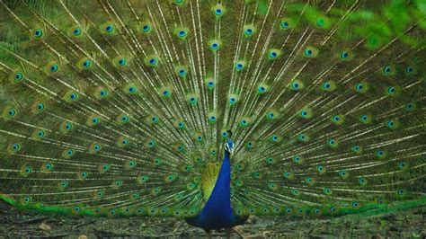 10 Best Places To Find Wild Peacocks In India Wildlifezones