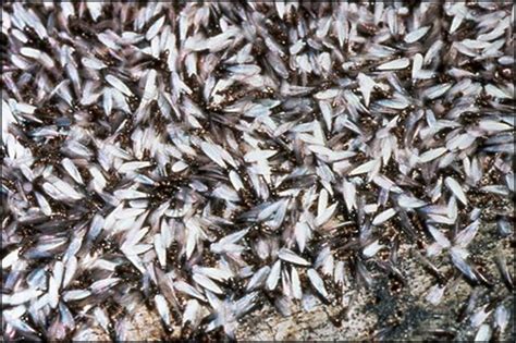 Termite Pictures What Do Termites Look Like Treat Termites