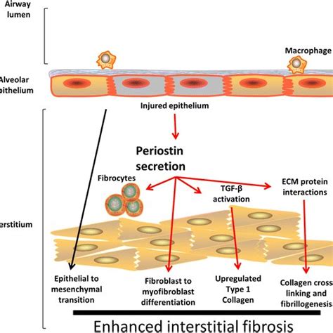 Periostin Secretion In Asthma Periostin Is Secreted From Activated