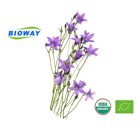 Best Platycodon Root Extract Powder Factory And Manufacturers Bioway