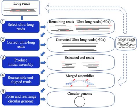 The Workflow Of B Assembler B Assembler Has Two Modes Long Read Only