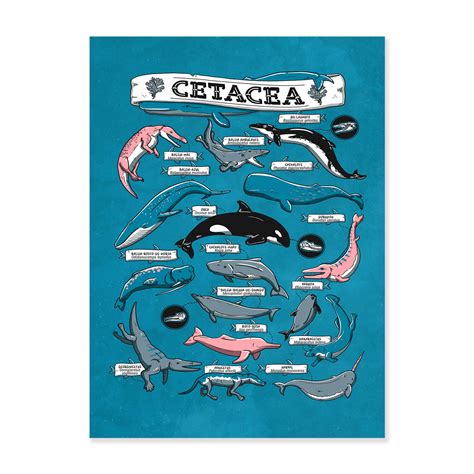 Pôster Cetacea