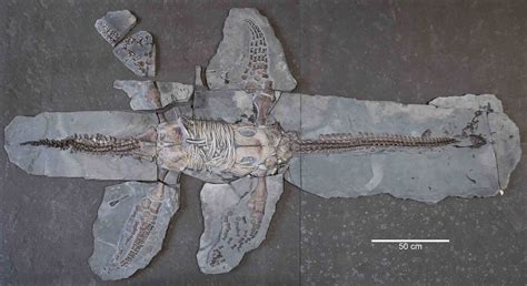 Rare Discovery Of Complete Plesiosaur Skeleton Is Unlocking The