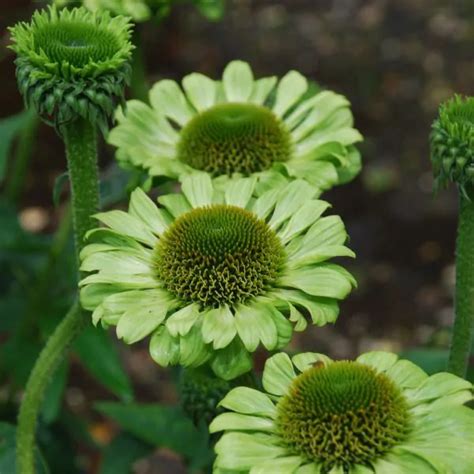 23 Unique Plants With Green Flowers With Bloom Times