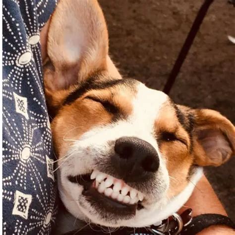 The Cutest Jrt Ears You Will Ever See Best Jrt Lovers