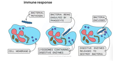 Non Specific Immune Responses Flashcards Quizlet