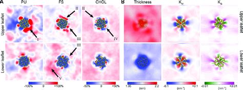 Membrane Protein Fingerprints A Two Dimensional Lateral Density Download Scientific Diagram