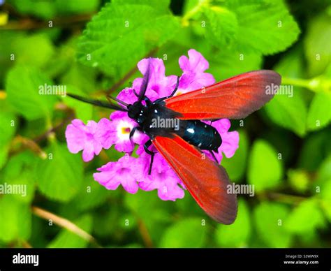 A Spotted Oleander Caterpillar Moth Empyreuma Pugione On Lantana