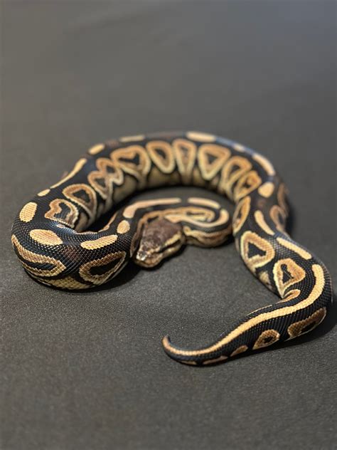 Cinnamon Het Genetic Stripe Het Clown Ball Python By City Limit Exotics