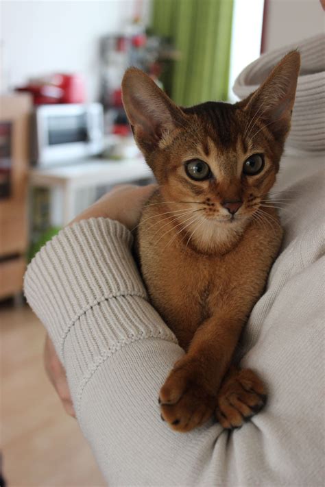 42 Abassinian Cats And Cats Ideas To Save Today Abyssinian Cats Beautiful Cats Cute Cats And