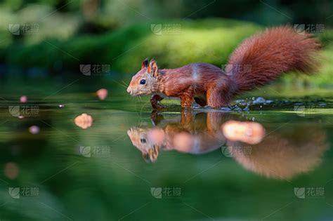 森林中的欧亚红松鼠