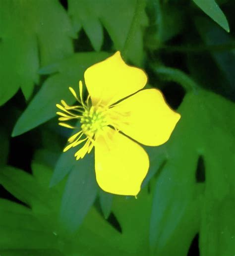 Small Sundrops Flower Photograph By Linda Chambers Fine Art America