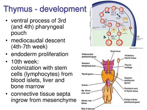 Ppt Spleen And Thymus Powerpoint Presentation Free Download Id3875884