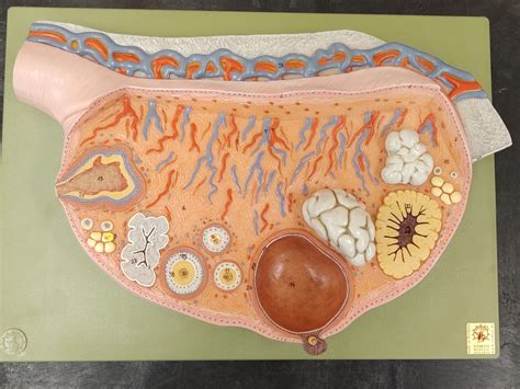 Ovary Model Diagram Quizlet