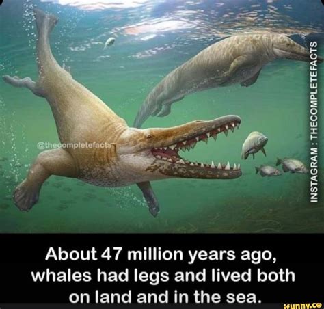 About 47 Million Years Ago Whales Had Legs And Lived Both On And In