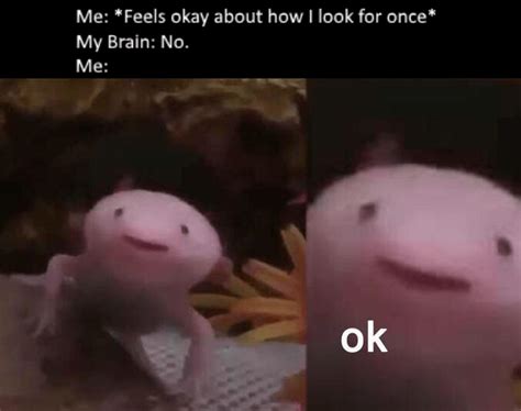 Brainirl Gaysoundsshitposts