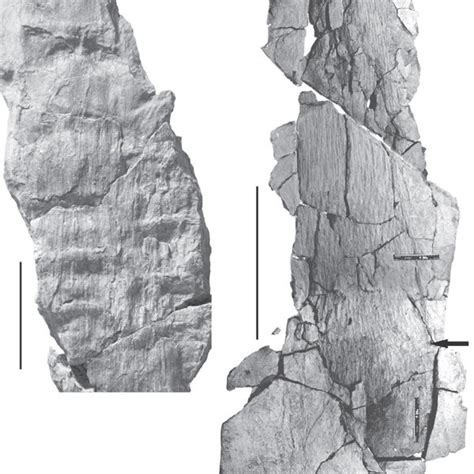 Pdf Giant Cladoxylopsid Trees Resolve Enigma Of The Earths Earliest