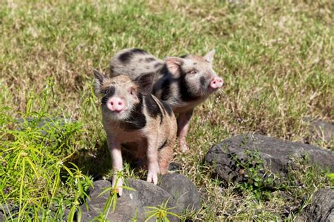Premium Photo Two Cute Piglets