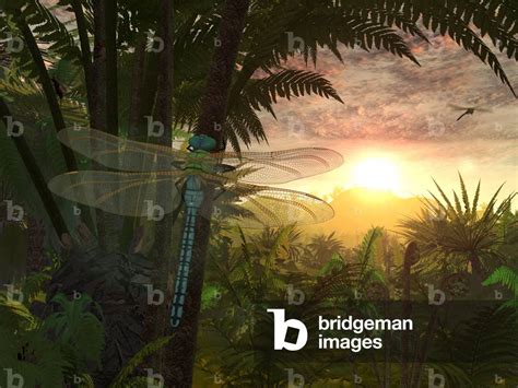 Image Of Meganeura Et Flore Du Carbonifere Meganeura Sunrise Meganeura