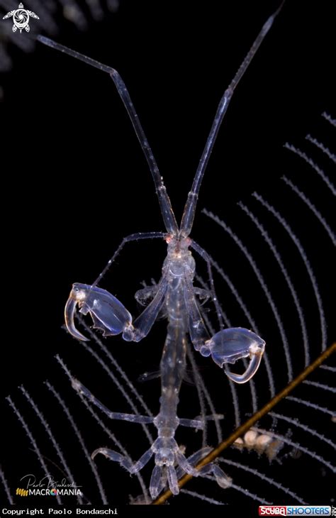 Skeleton Shrimp In Anilao Philippines