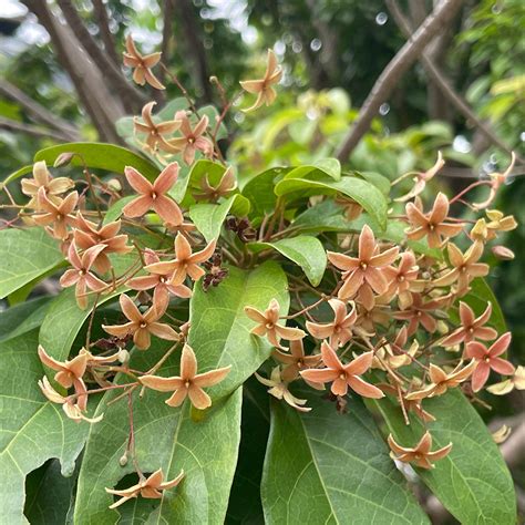 Star Fruit Averrhoa Carambola