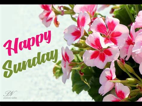 Enjoy Sunday