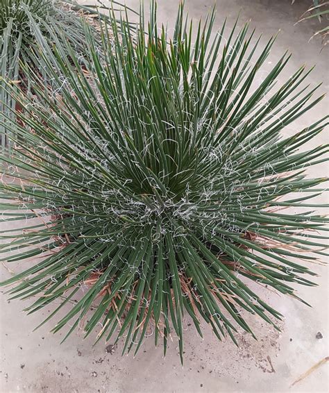 Agave Geminiflora Seeds