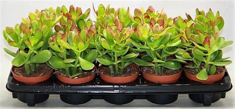 Crassula Ovata Mini Dollar Plant Dubai Uae Best Online Plants