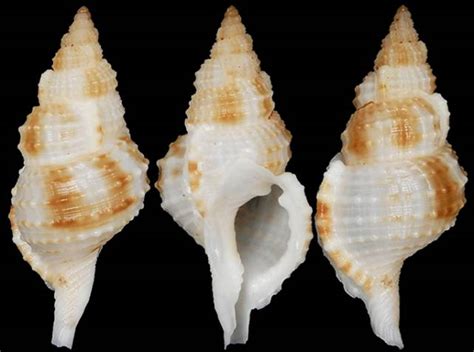 Sassia Semitorta 3543828