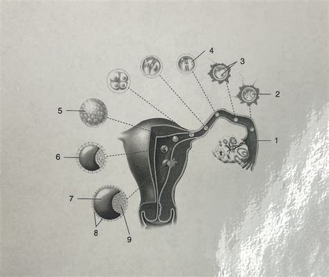 Anatomy Lab Exam Egg Development Diagram Diagram Quizlet