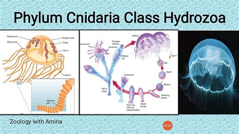 Class Hydrozoa