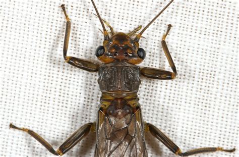 Acroneuria In June 2022 By Dave Webb Attracted To Mv Lamp Blacklight 37 Mm To Wingtips