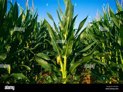 Agriculture Close Up Of Mid Growth Tasseled Out Grain Corn Plants Showing A Young Ear Of Corn