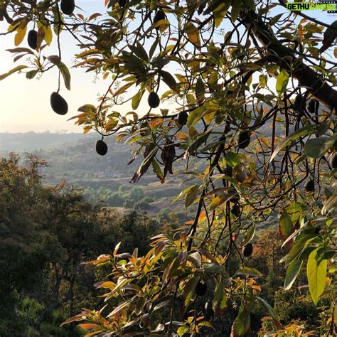 Allison Mcatee Gethu Cinema