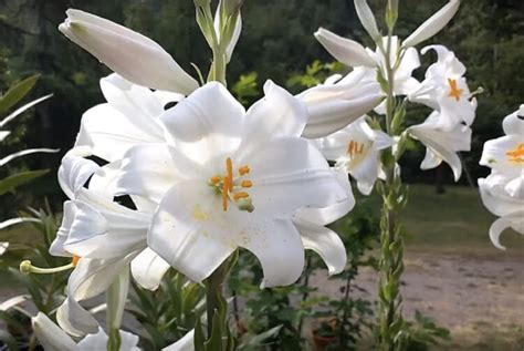 How To Care For And Grow Madonna Lilies Lilium Candidum Gardening