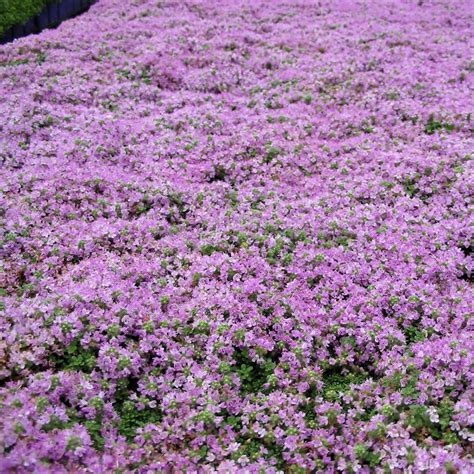 Thyme Elfin At Eva Facy Blog