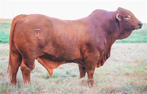 Beefmaster Sires Flying Diamond Ranch